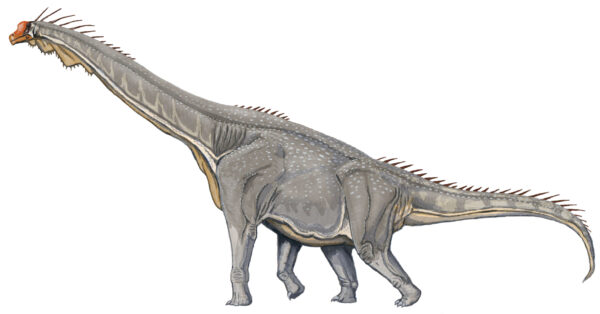 Long Necked Dinosaurs - The many sizes of these huge Dinos